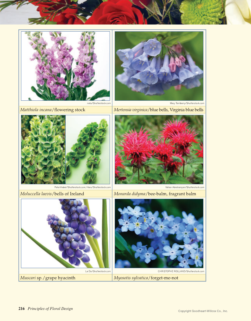 Principles of Floral Design: An Illustrated Guide, 2nd Edition page 216